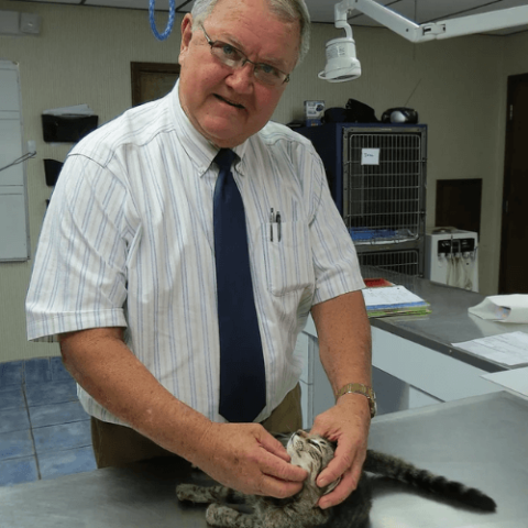 Veterinarian In Prattville, AL | Animal Medical Clinic Of Prattville