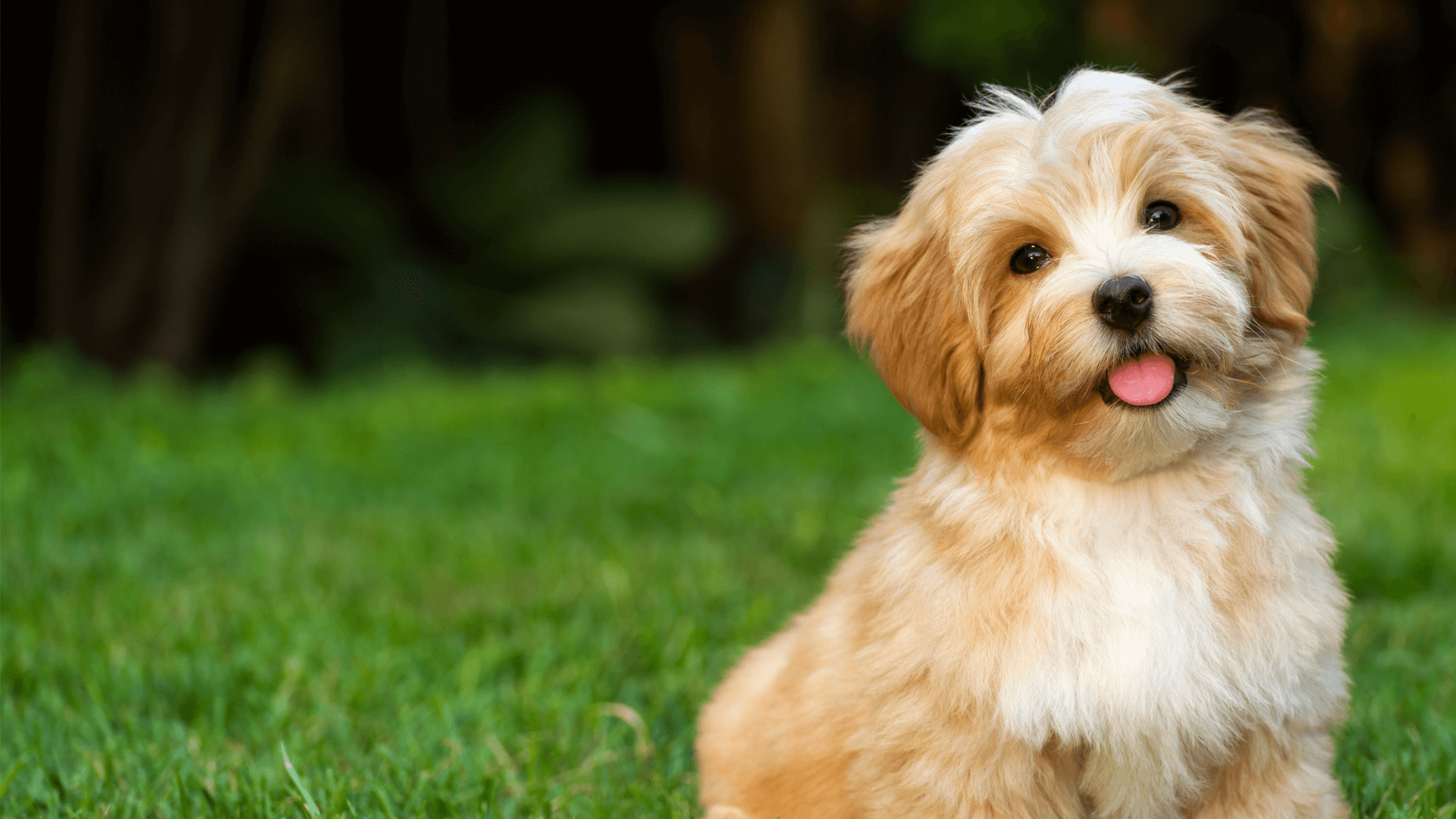 Prattville, AL Veterinary Services | Animal Medical Clinic Of Prattville